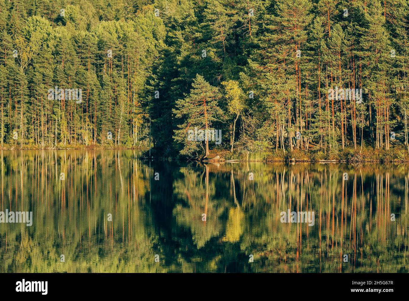 Picturesque pine forest hi-res stock photography and images - Alamy