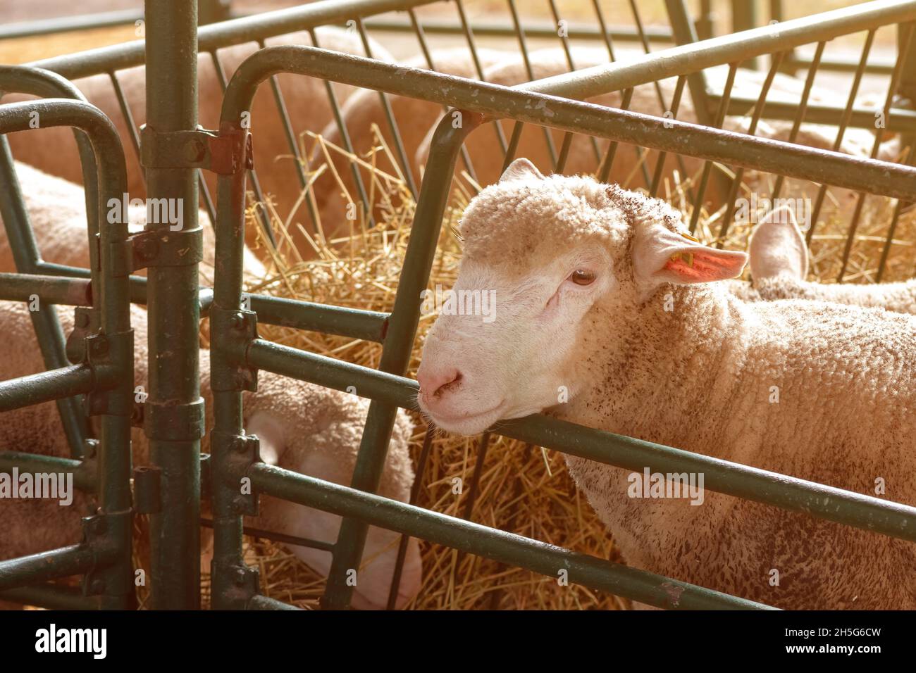 Sheep in a pen, livestock animal on a farm Stock Photo - Alamy