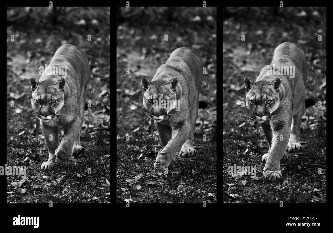 Portrait of Beautiful Puma in autumn forest, three frames in dynamics ...