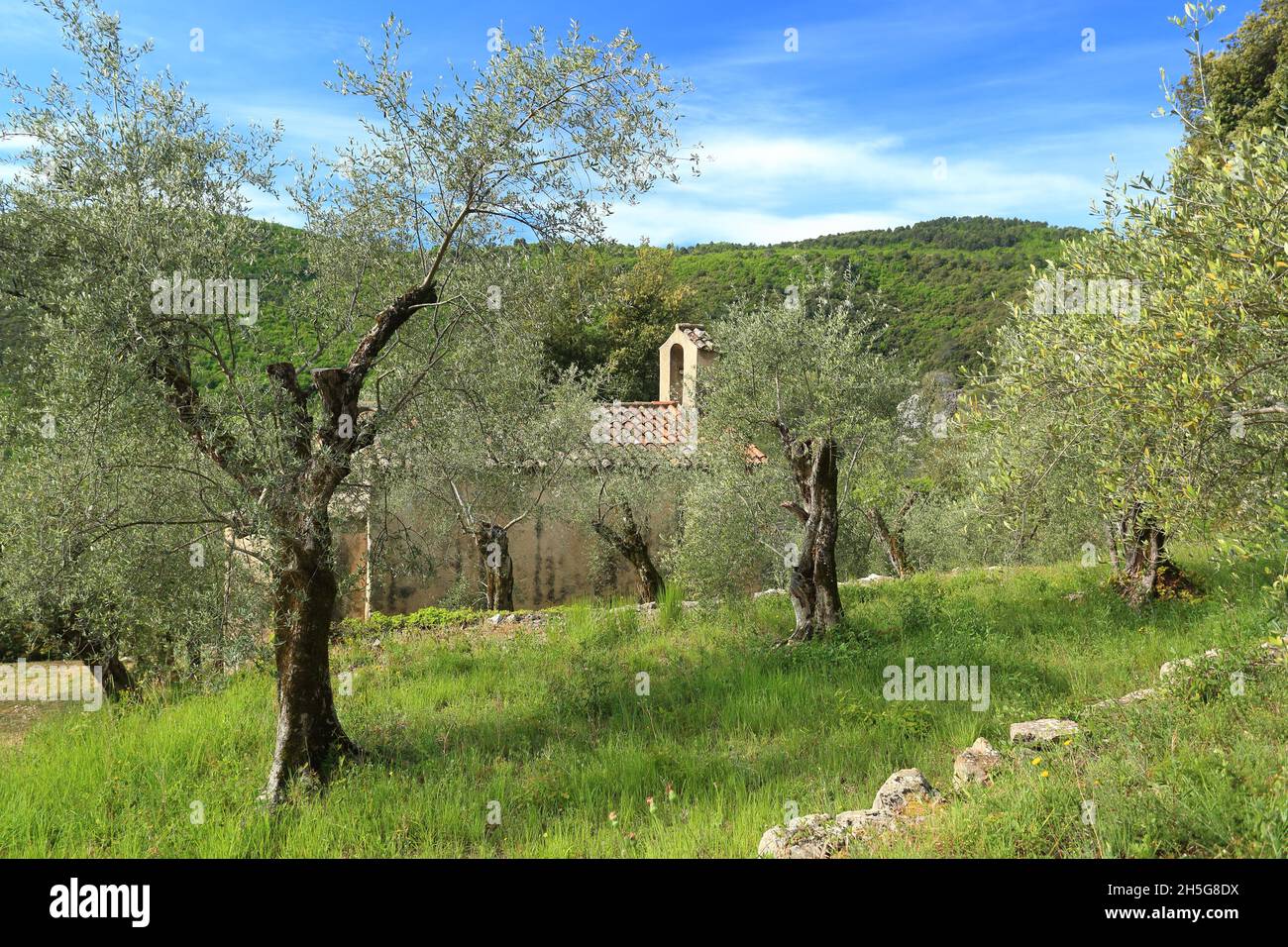 Litttle Provence chapel into olive tree field, Alpes Maritimes, Cote d ...