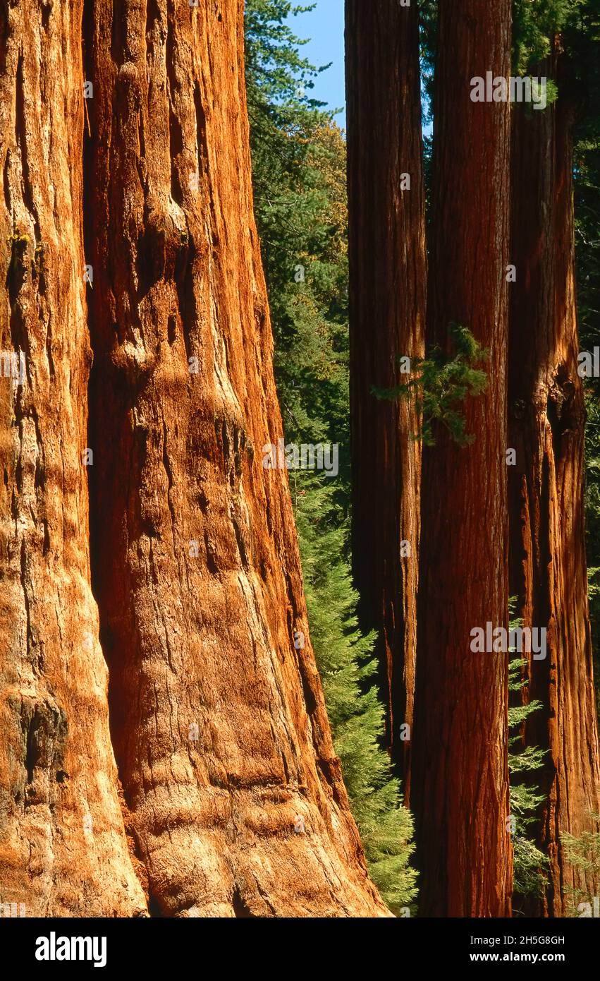 General Sherman Tree, Sequoia National Park, California, USA Stock ...