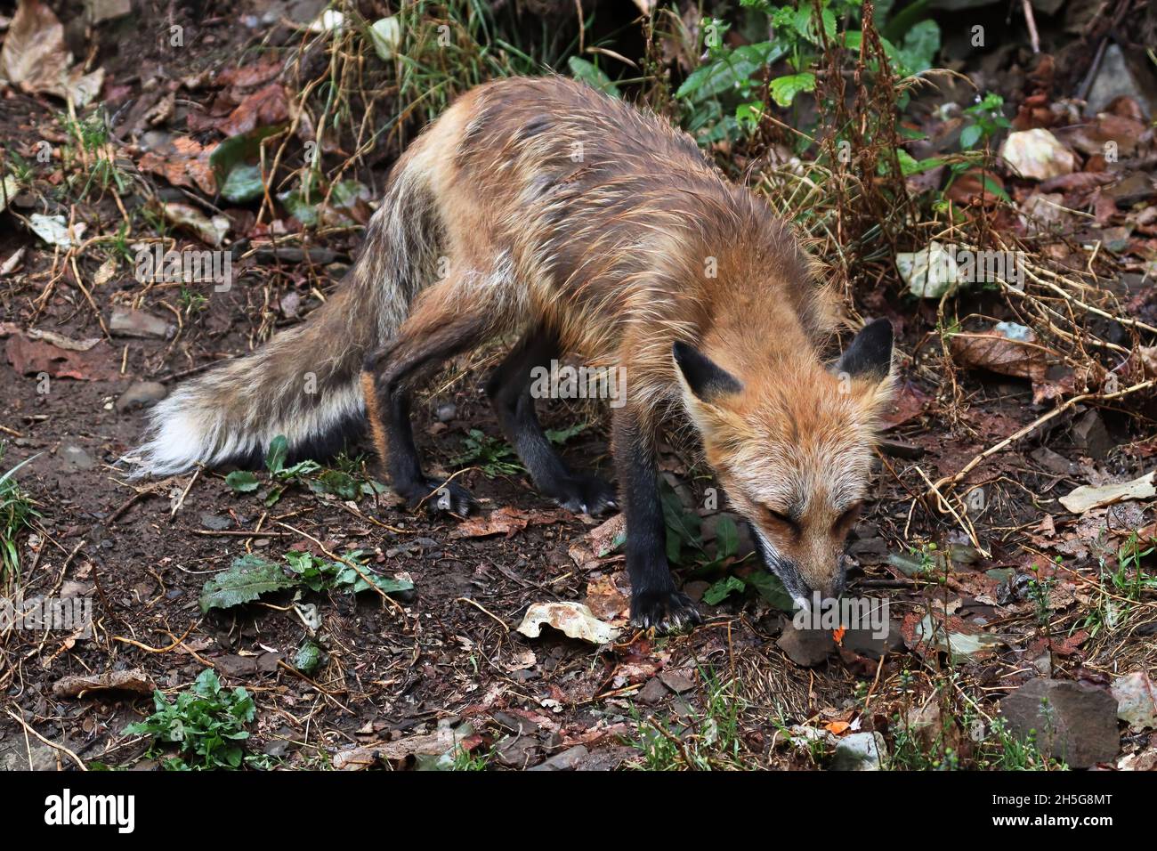 A very wet sad fox looking at the ground Stock Photo - Alamy