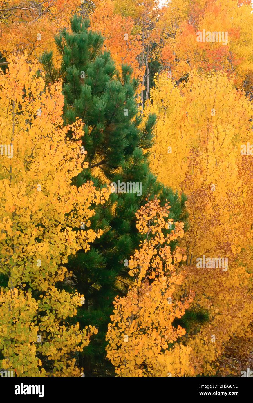 Mixed evergreen and deciduous forest with the colors of autumn hi-res ...