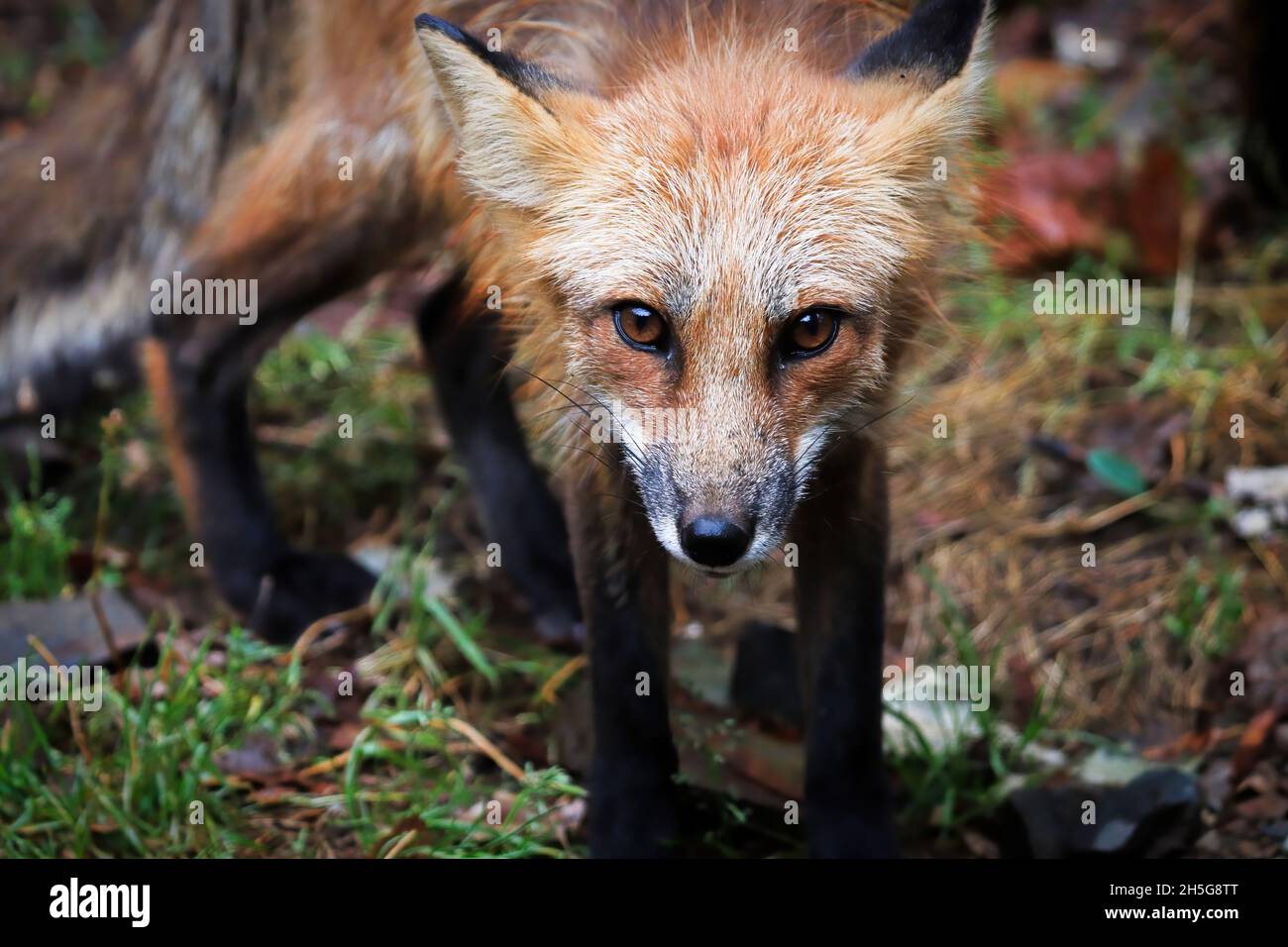 Fox looking at the camera hi-res stock photography and images - Alamy