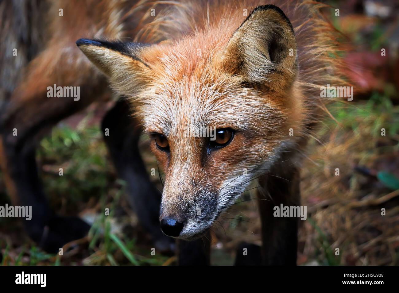 Sad looking fox hi-res stock photography and images - Alamy