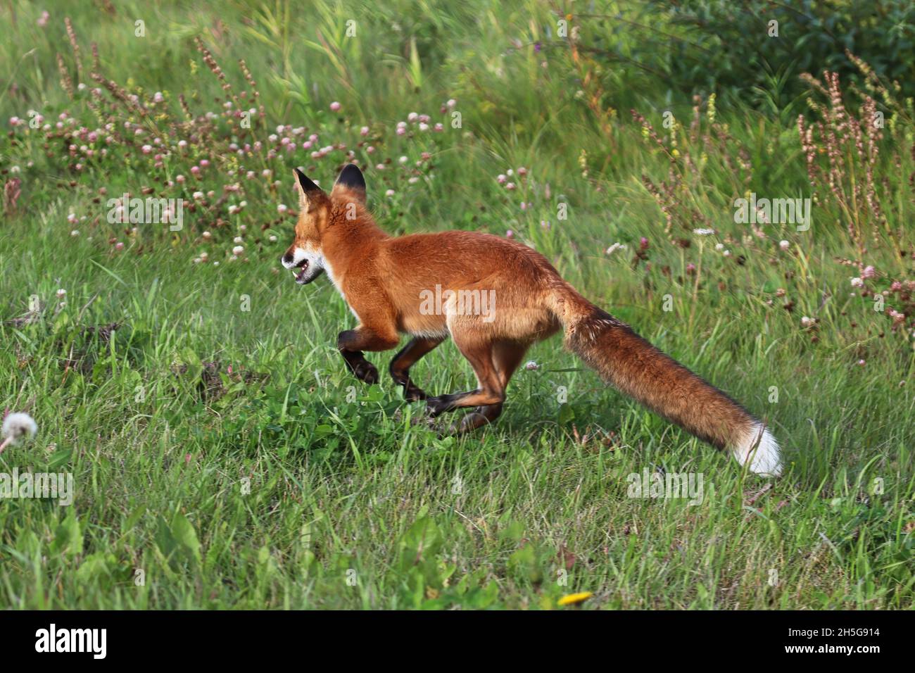A red fox on the run in a grassy area Stock Photo - Alamy