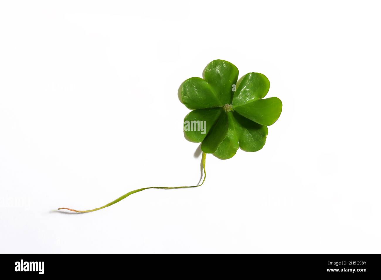 Four-leaf clover isolated on white background. Green clover leaf ...
