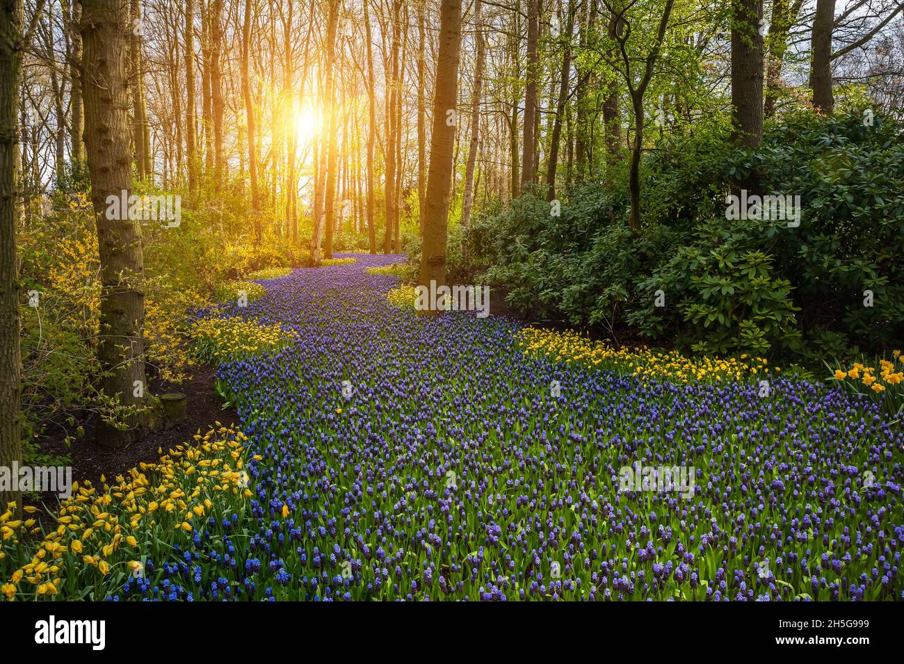 Spring landscape with beautiful flowers in wood Stock Photo - Alamy