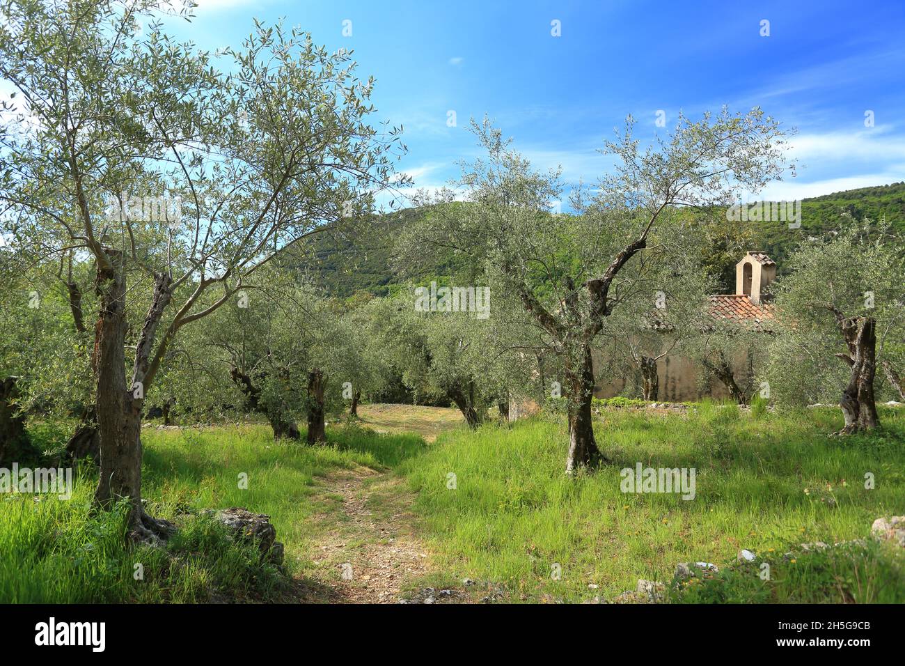 Litttle Provence chapel into olive tree field, Alpes Maritimes, Cote d ...