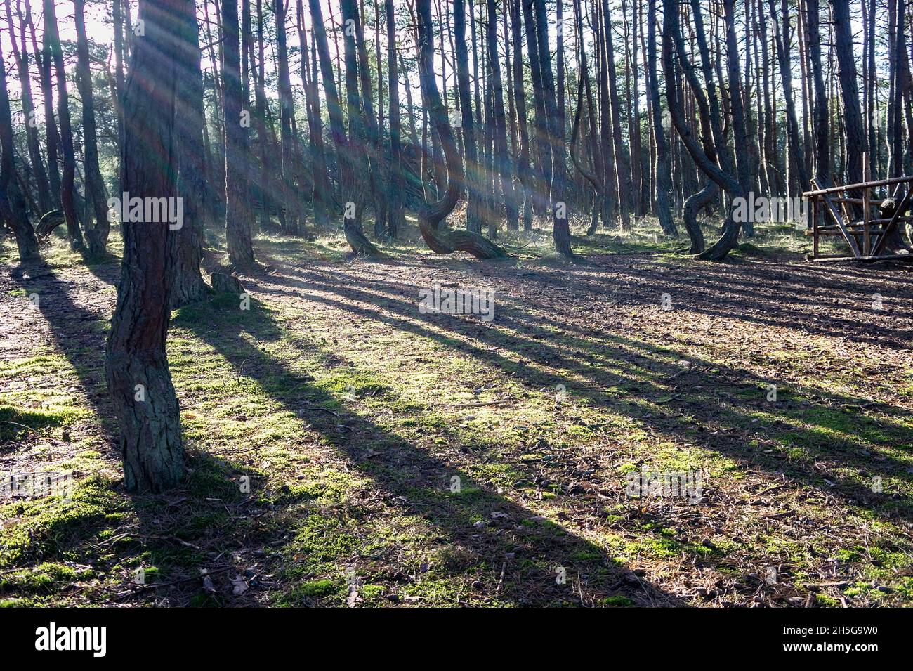 The tilted and curved trunks of pine trees. A coniferous forest ...