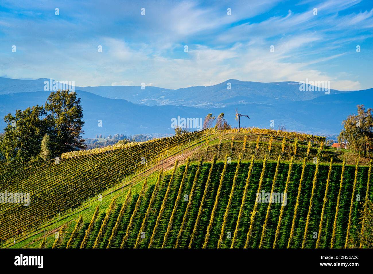 Aerial view of green landscape with a vineyard against the blue sky ...