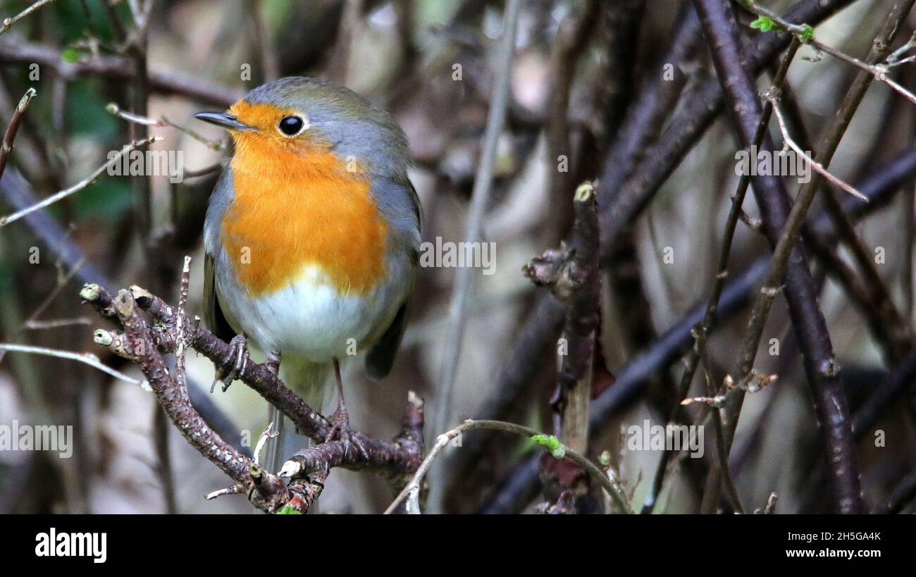 Robin redbreast wallpaper hi-res stock photography and images - Alamy