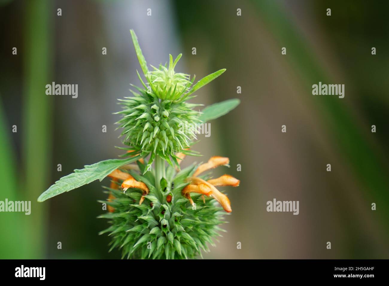 Dagga hi-res stock photography and images - Alamy