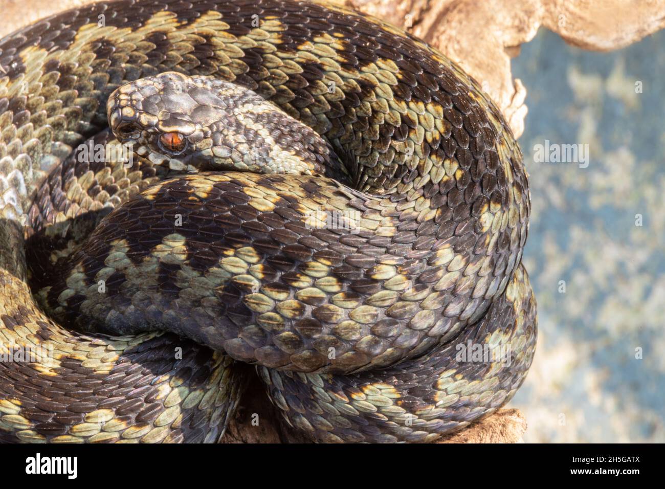 Adder or Northern Viper (Vipera berus). Close up, identifiy, markings ...