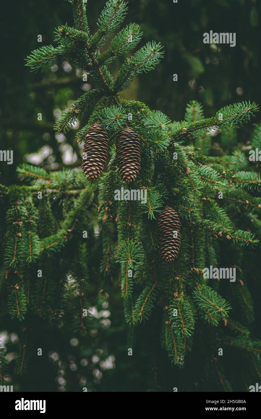 Vertical low angle closeup of pine cones on a fir tree branch Stock ...
