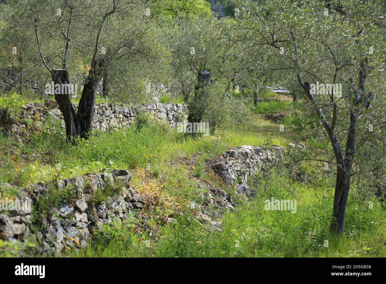 olive tree field, Alpes Maritimes, Cote d'Azur, PACA, France Stock ...