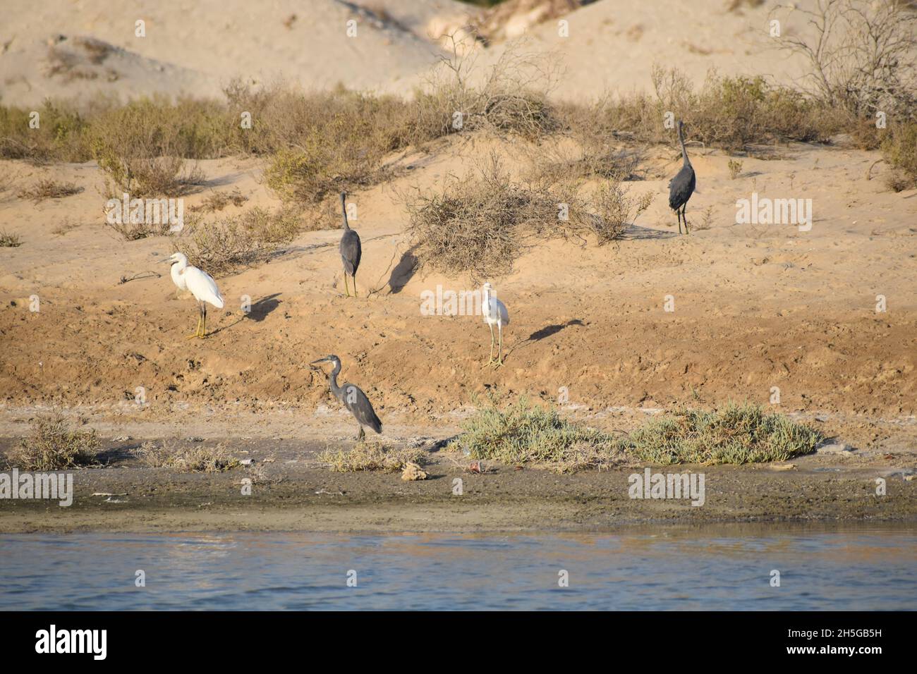 Flock of water birds by a riverbank Stock Photo - Alamy