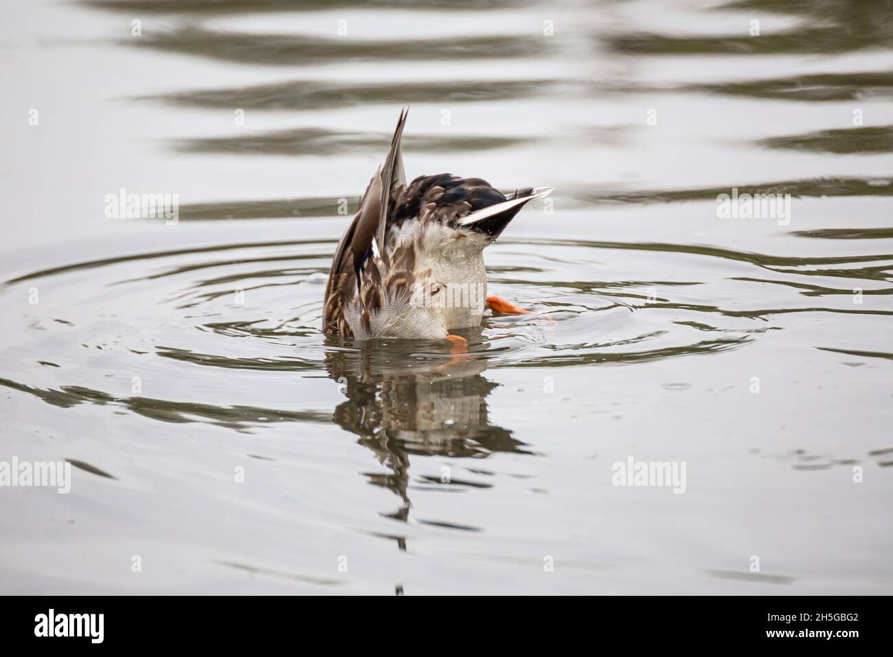 Diving duck underwater hi-res stock photography and images - Alamy