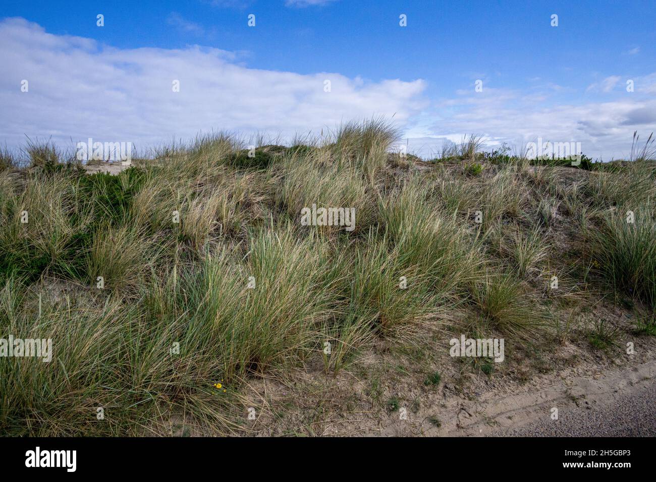Knoll hill covered with dense green and dry grass Stock Photo - Alamy