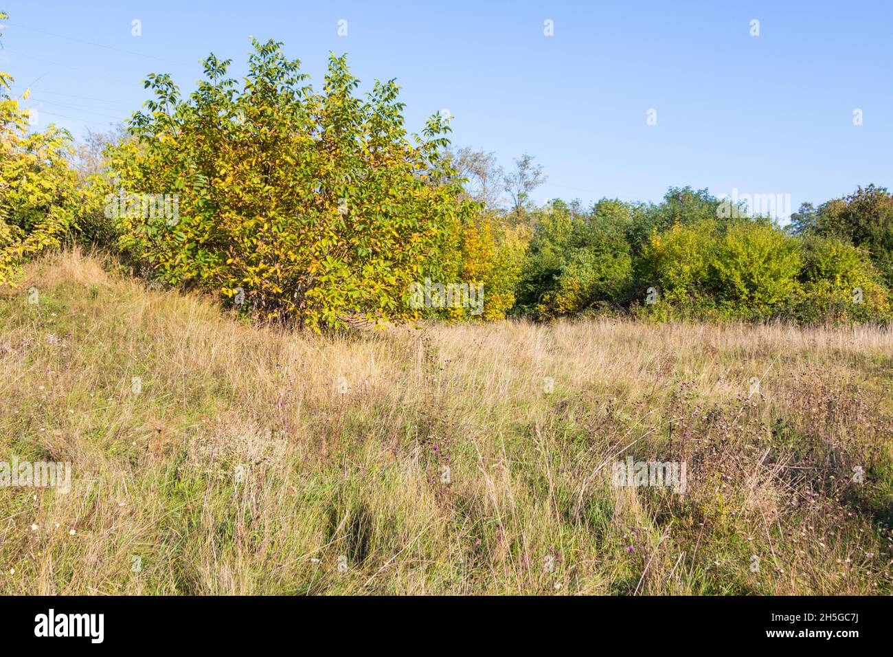 Protected steppe meadow with short trees on Becsi-domb, Sopron, Hungary ...