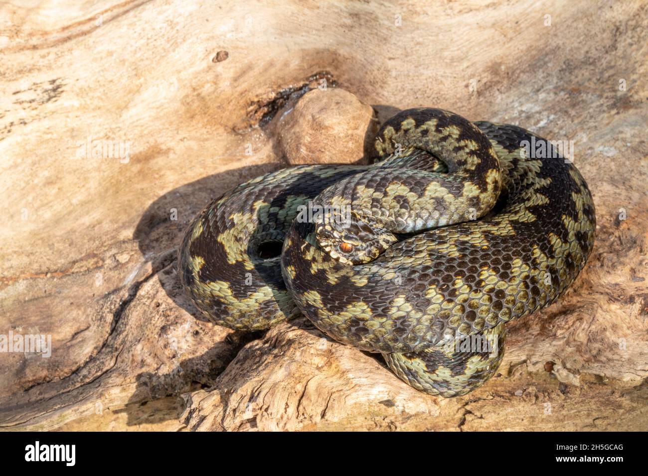 Adder or Northern Viper (Vipera berus). Close up, identification ...