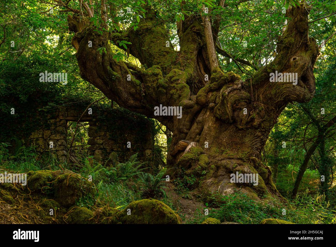 árbol milenario hi-res stock photography and images - Alamy