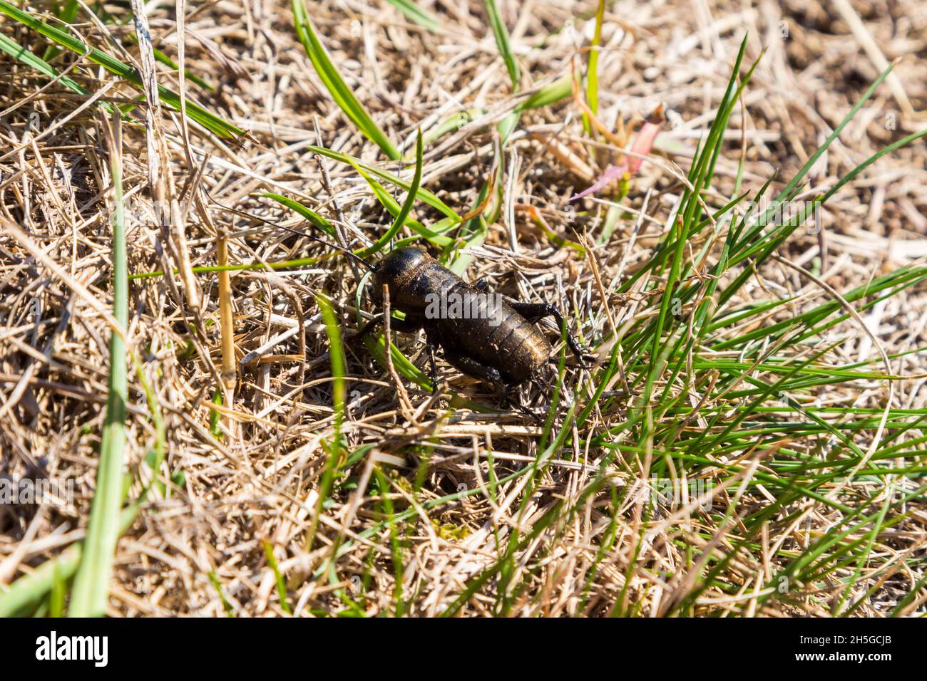 European field cricket Gryllus campestris, Hungary, Europe Stock Photo ...