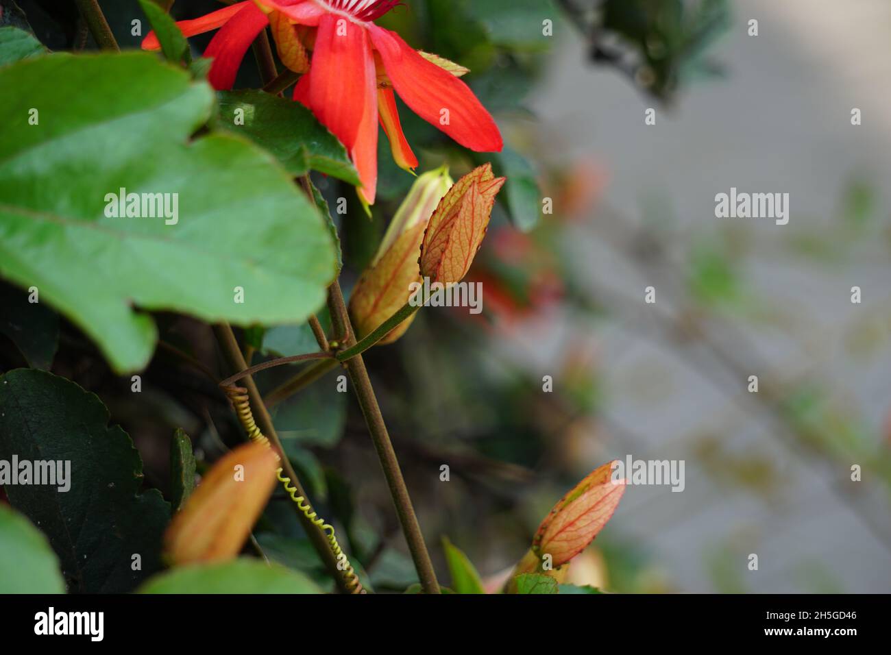 Tacsonia pubescens hi-res stock photography and images - Alamy