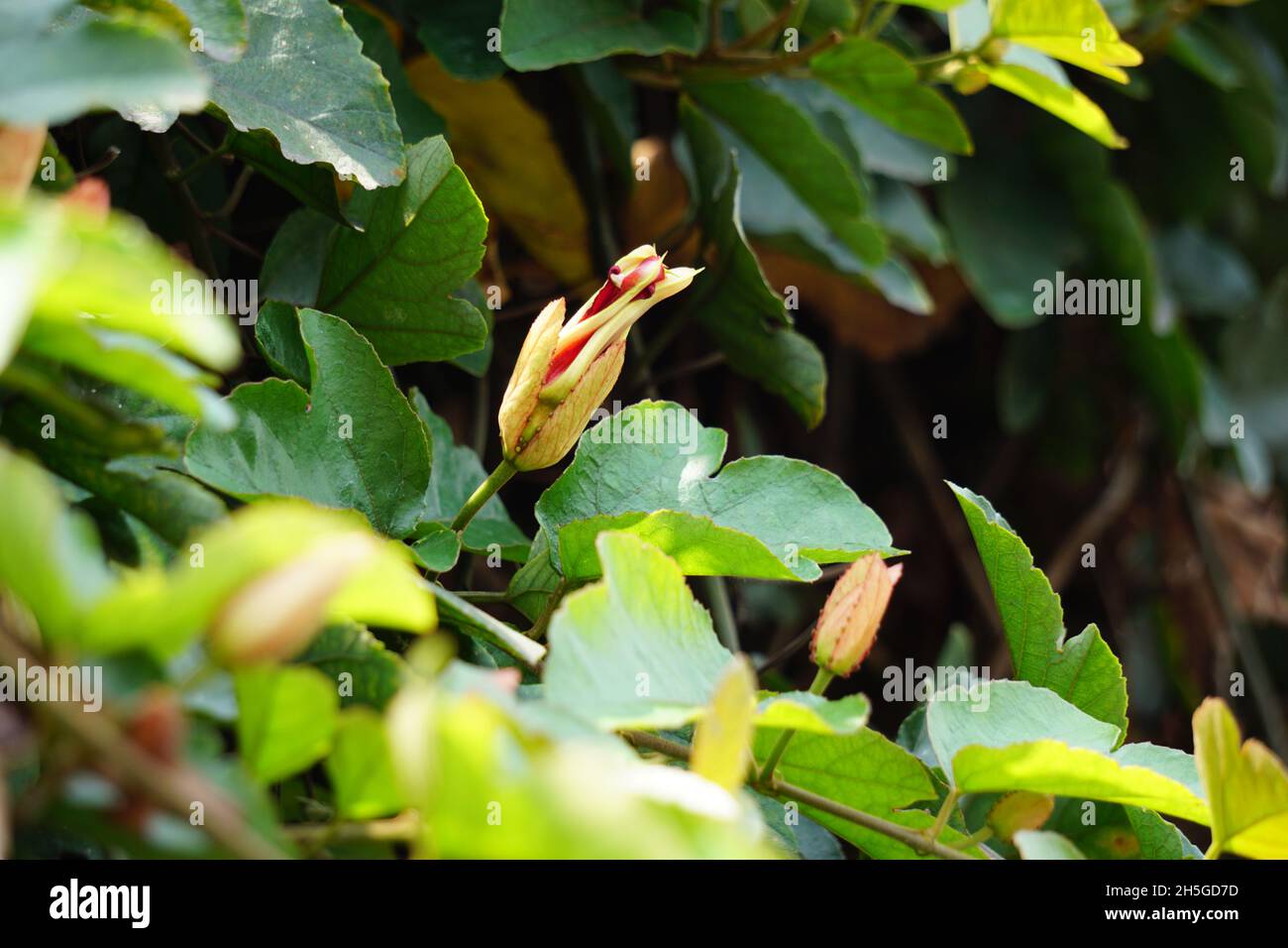Tacsonia pubescens hi-res stock photography and images - Alamy