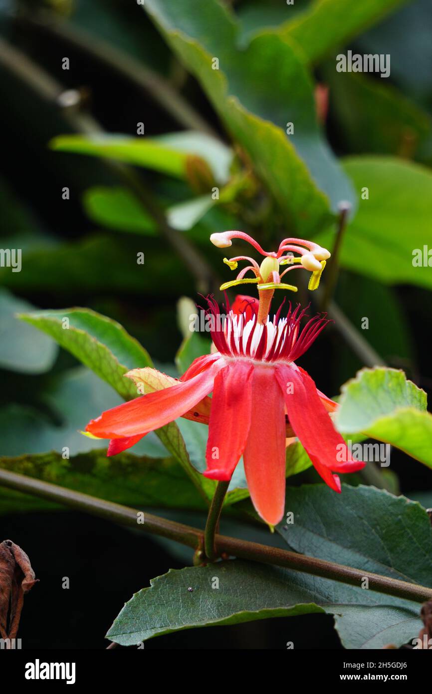 Tacsonia Pubescens High Resolution Stock Photography and Images - Alamy