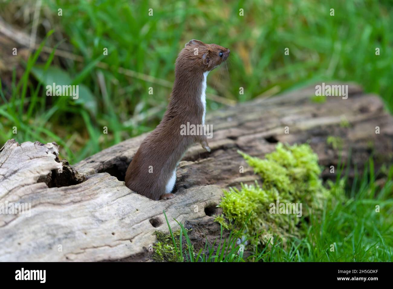 Weasel, Mustela nivalis, Common or least weasel, Captive, October 2021 ...