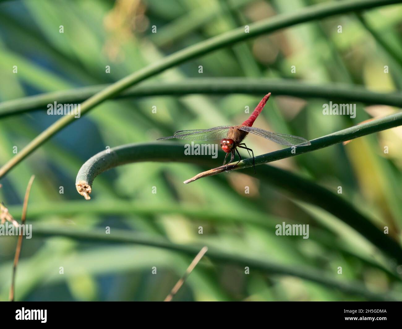 Flame skipper hi-res stock photography and images - Alamy