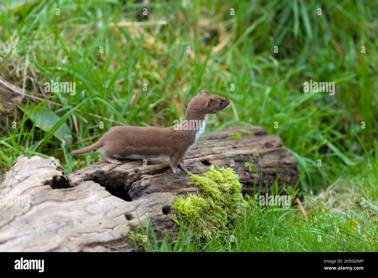 Weasel, Mustela nivalis, Common or least weasel, Captive, October 2021 ...