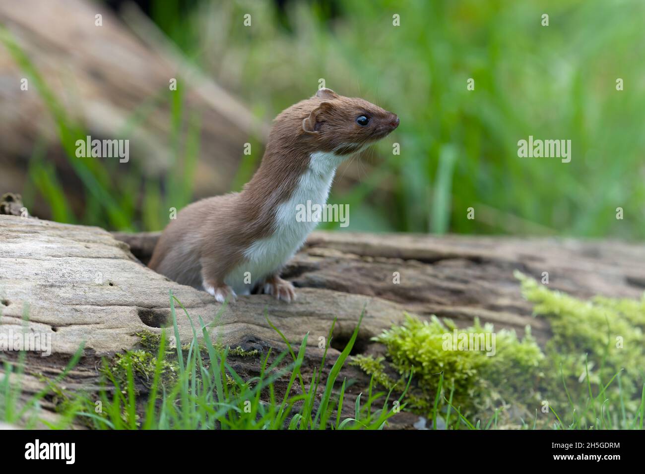 Least weasel uk hi-res stock photography and images - Alamy