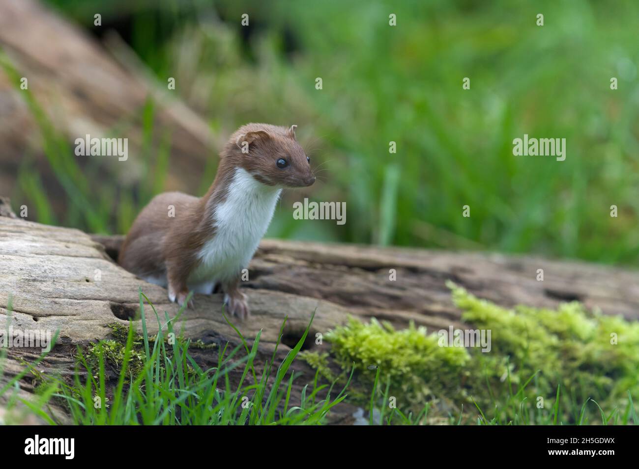 Weasel, Mustela nivalis, Common or least weasel, Captive, October 2021 ...