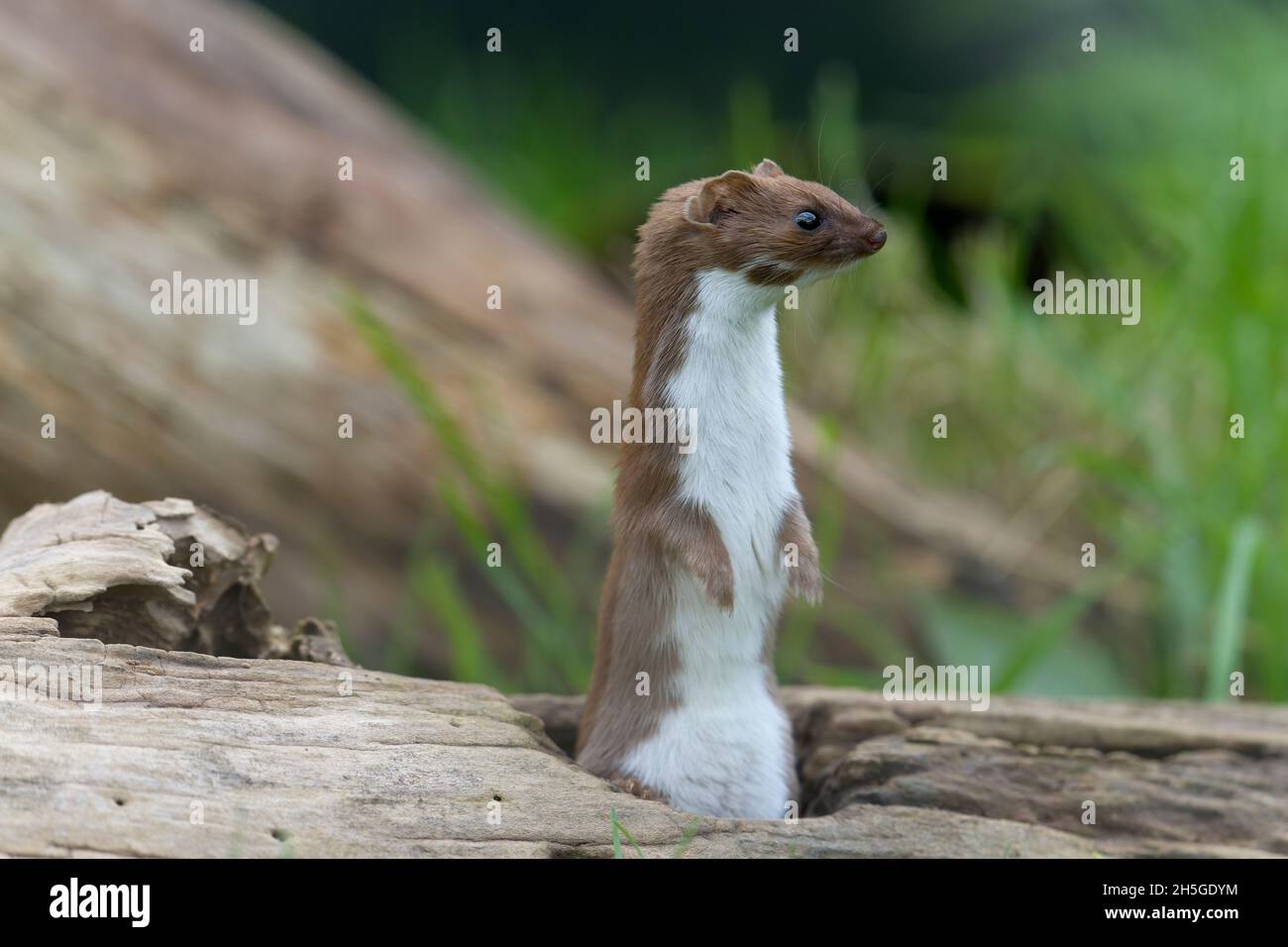 Weasel, Mustela nivalis, Common or least weasel, Captive, October 2021 ...