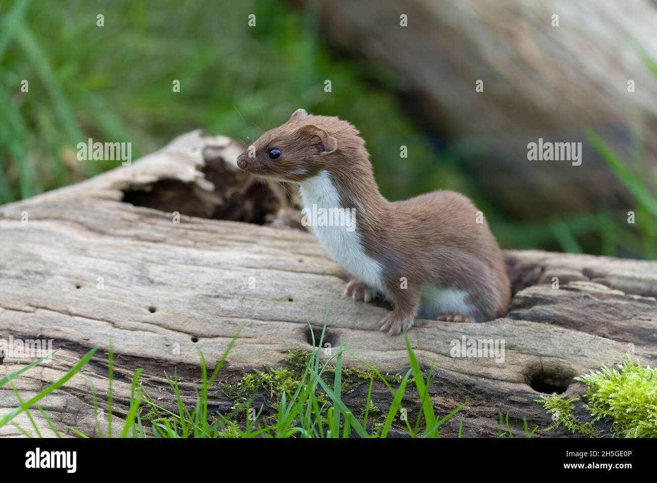 Weasel, Mustela nivalis, Common or least weasel, Captive, October 2021 ...