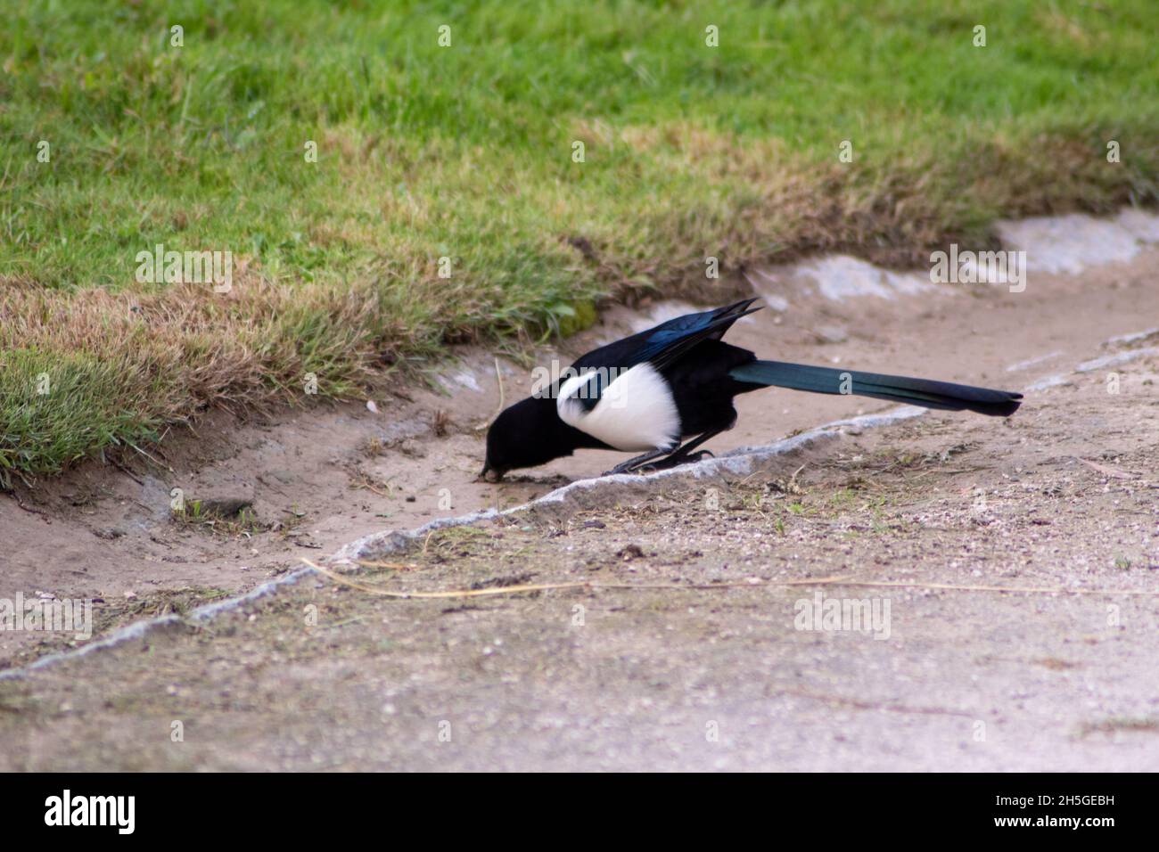 Cute magpie hi-res stock photography and images - Alamy