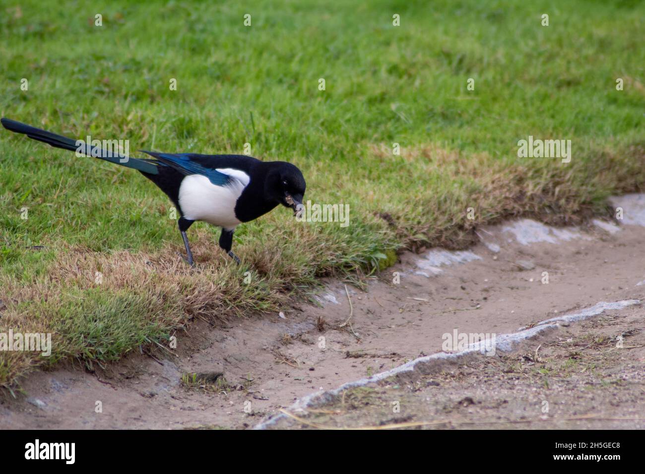 Cute magpie hi-res stock photography and images - Alamy