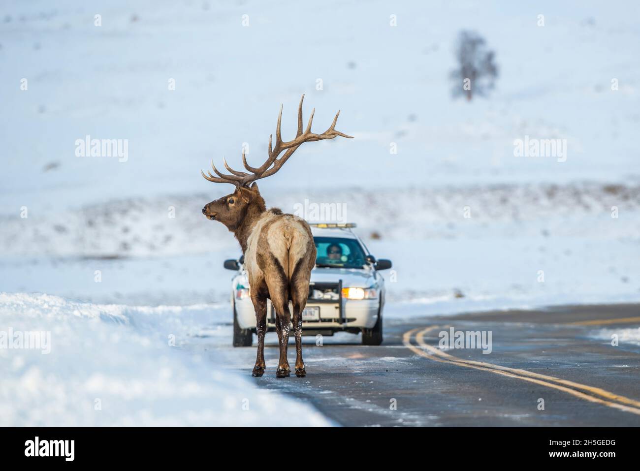 Bull elk (Cervus canadensis) standing in the middle of the highway in ...