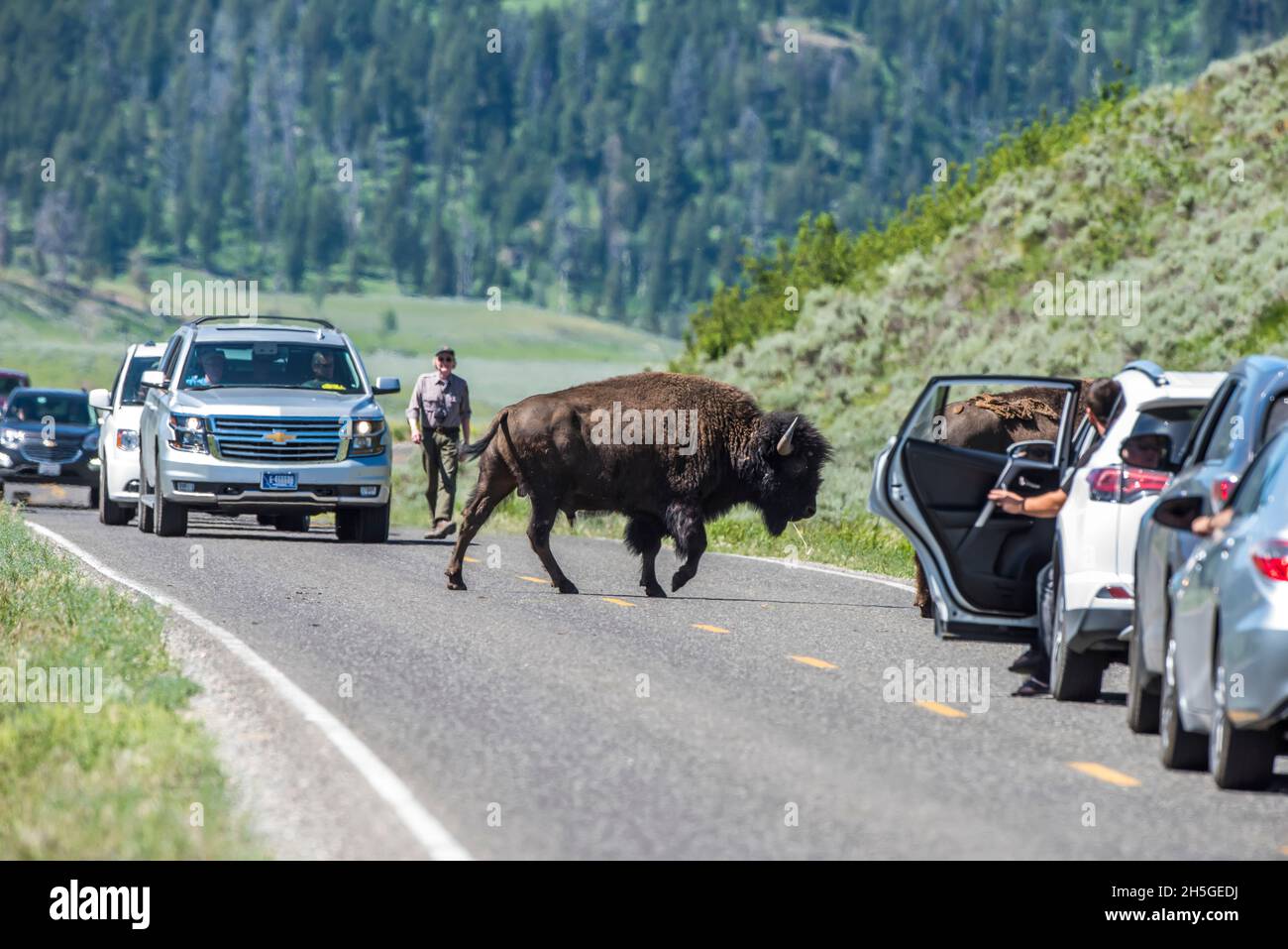 American bison (Bison bison) walking across the highway holding up ...