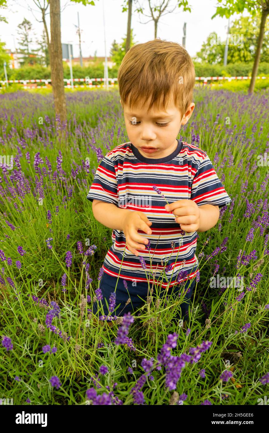 Little Polish boy is picking flowers in the park Stock Photo - Alamy