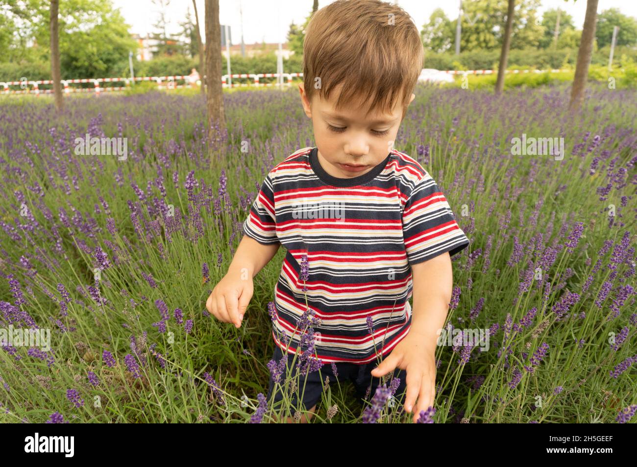 Cute little boy picking flowers in the park Stock Photo - Alamy