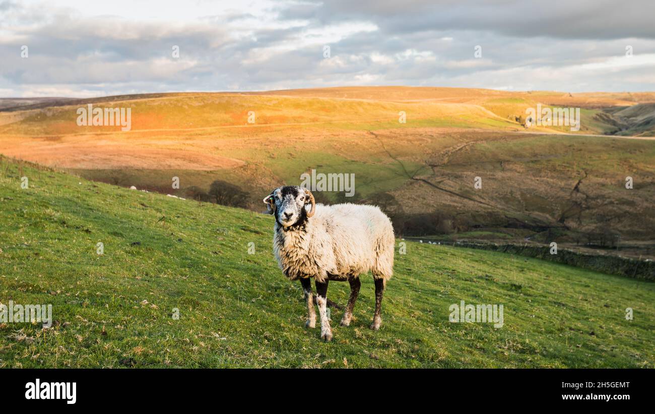A lone sheep in front of Cheeks Hill in the Peak District seen before ...
