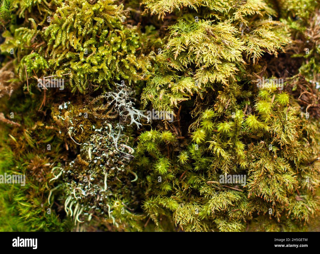 Green moss vertical garden detail. Living wall concept background Stock ...