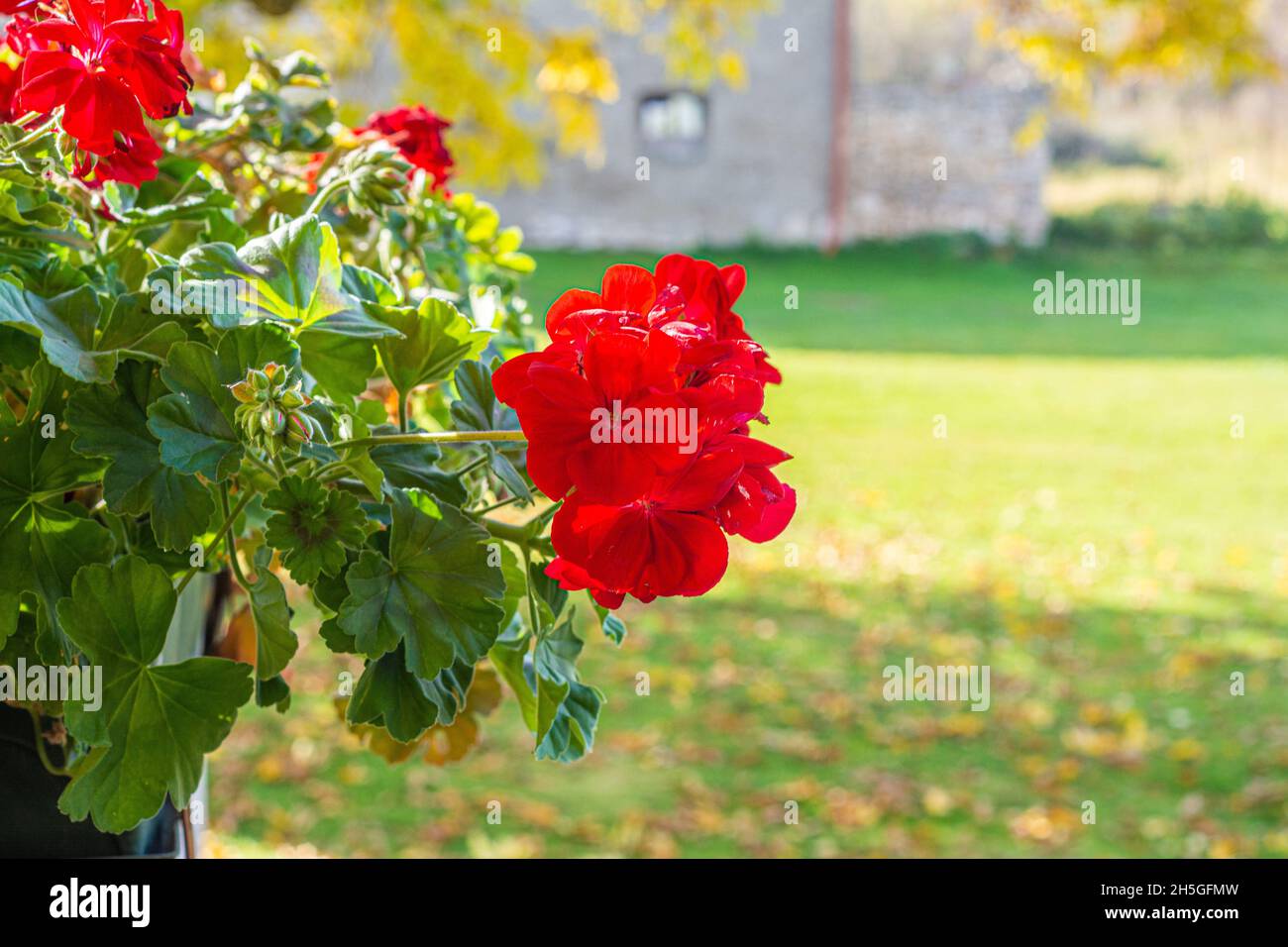 Bicolor red white rose bloom hi-res stock photography and images - Alamy