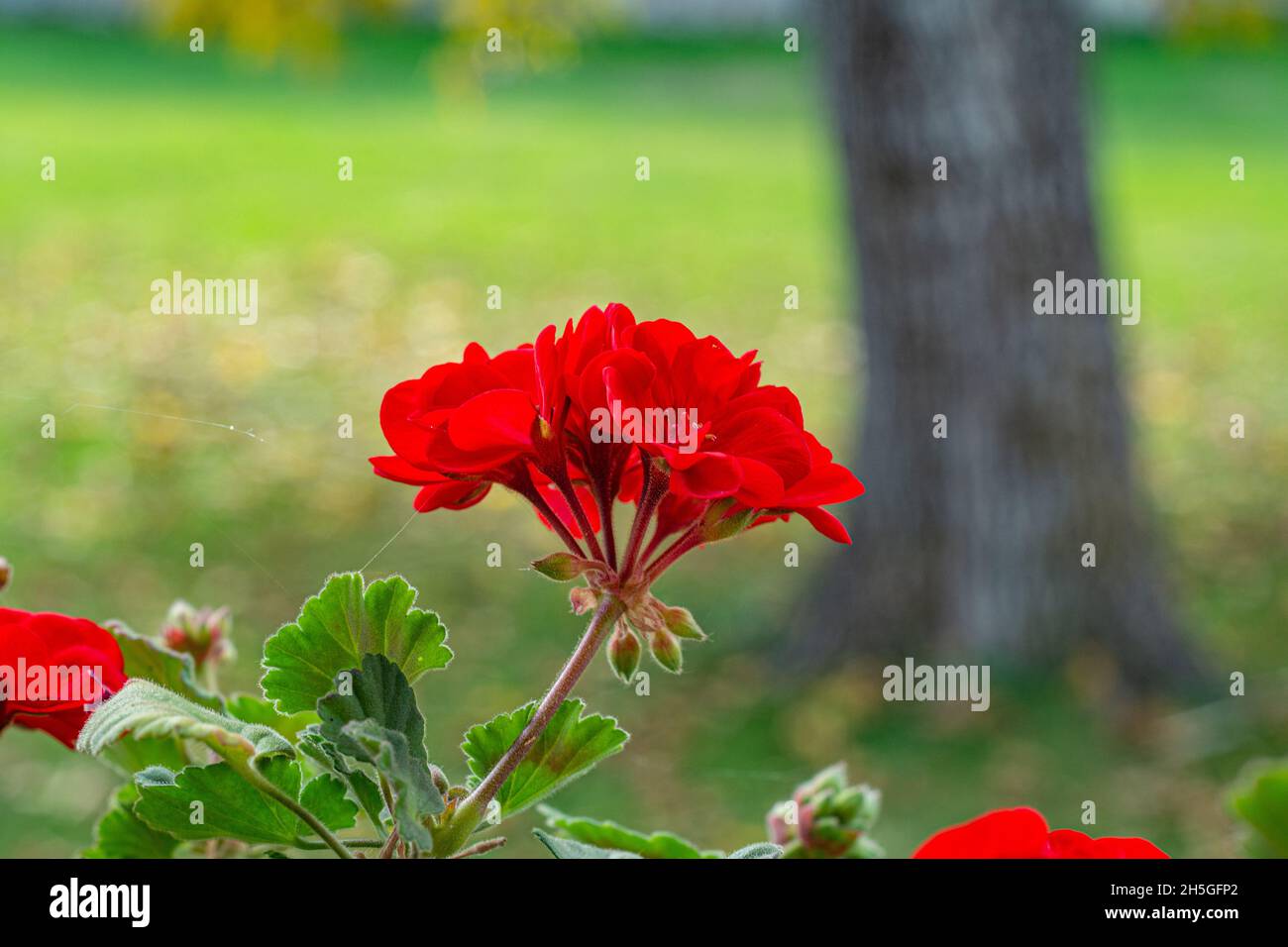 Red bicolor geraniums in the garden. Pelargonia Stock Photo - Alamy
