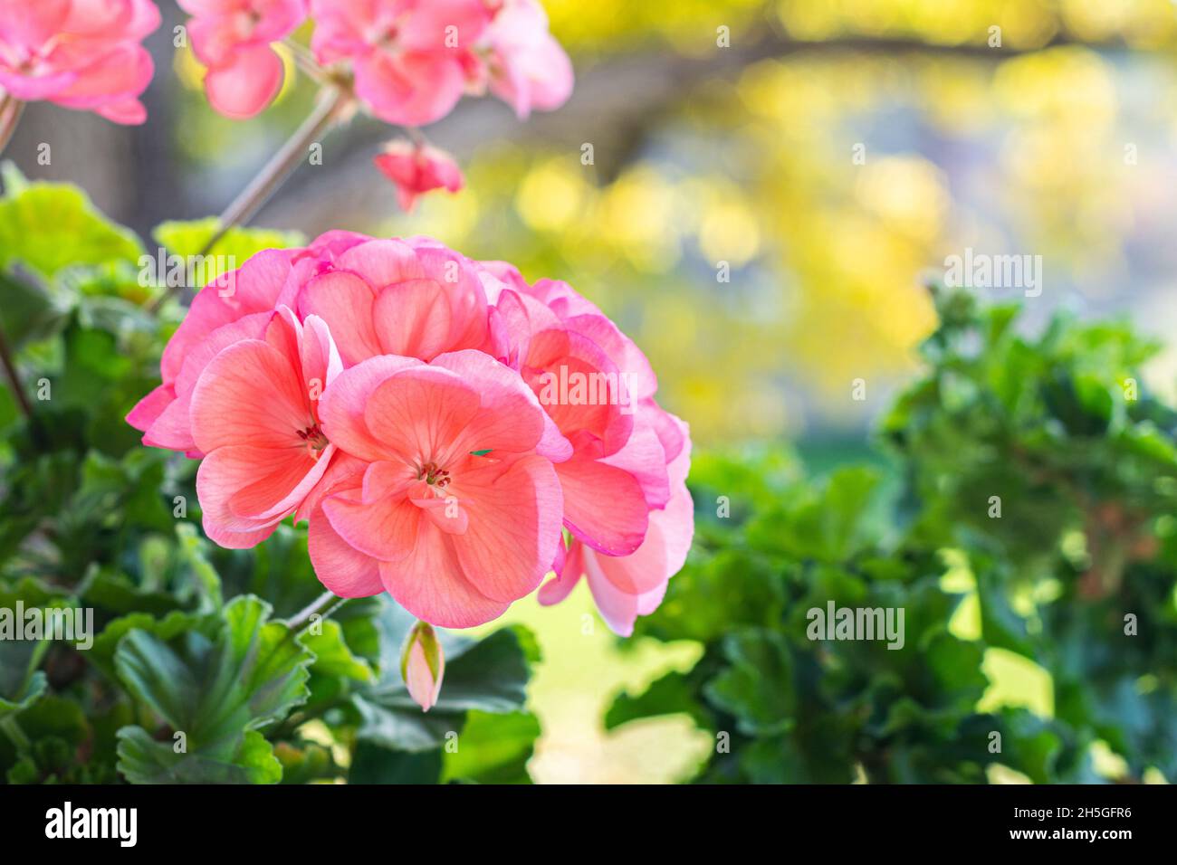 Red bicolor geraniums in the garden. Pelargonia Stock Photo - Alamy