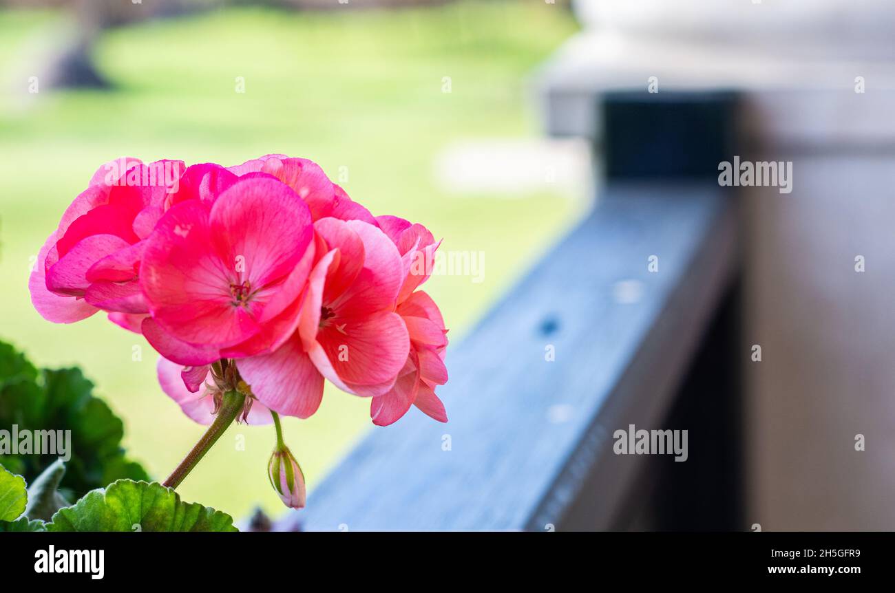 Red bicolor geraniums in the garden. Pelargonia Stock Photo - Alamy