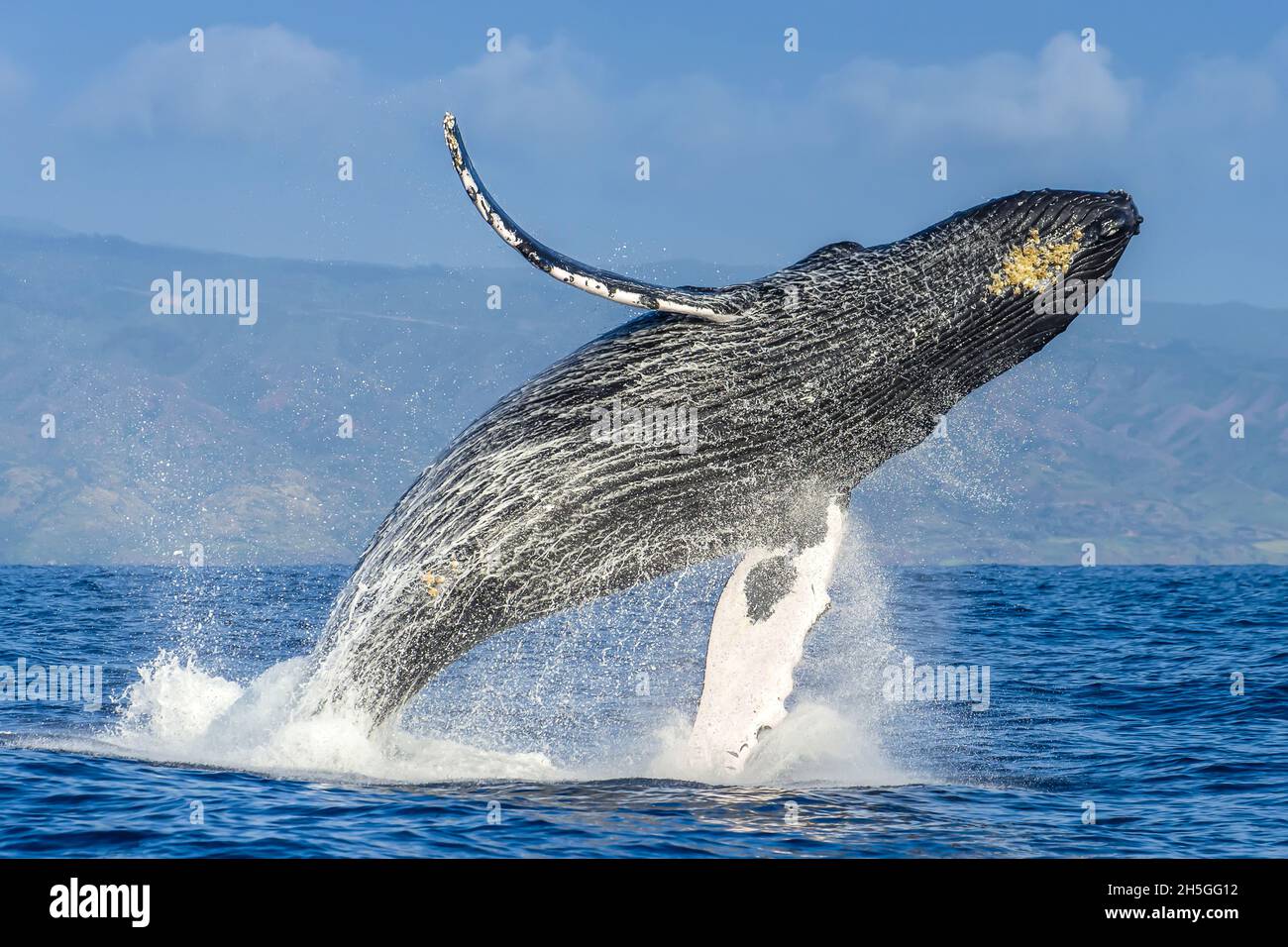 Breaching Behavior, Humpback Whale (Megaptera novaeangliae), Endangered ...
